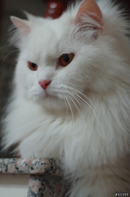 白色喵喵 - Mobile01