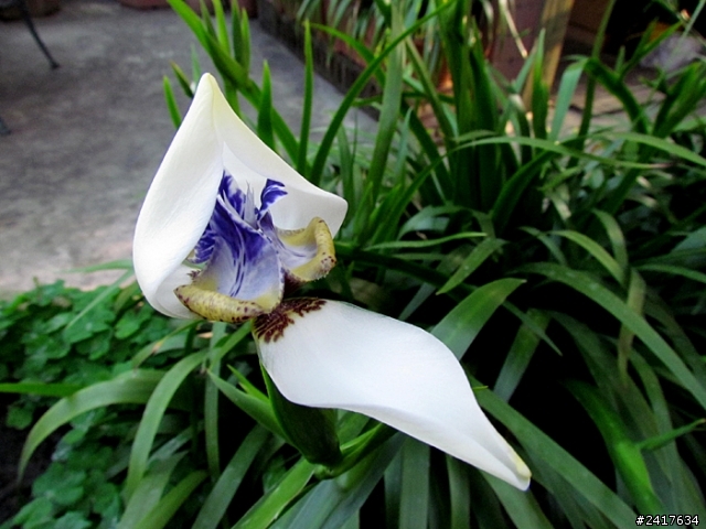 鳶尾花 - Mobile01