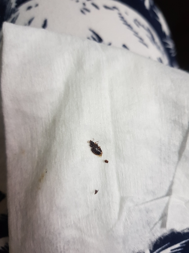 請問有人知道這是什麼蟲嗎? Mobile01