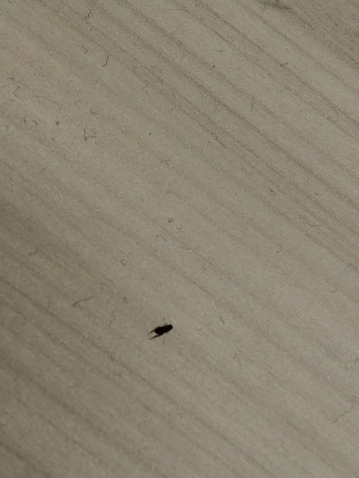 有人知道這是什麼蟲嗎 Mobile01