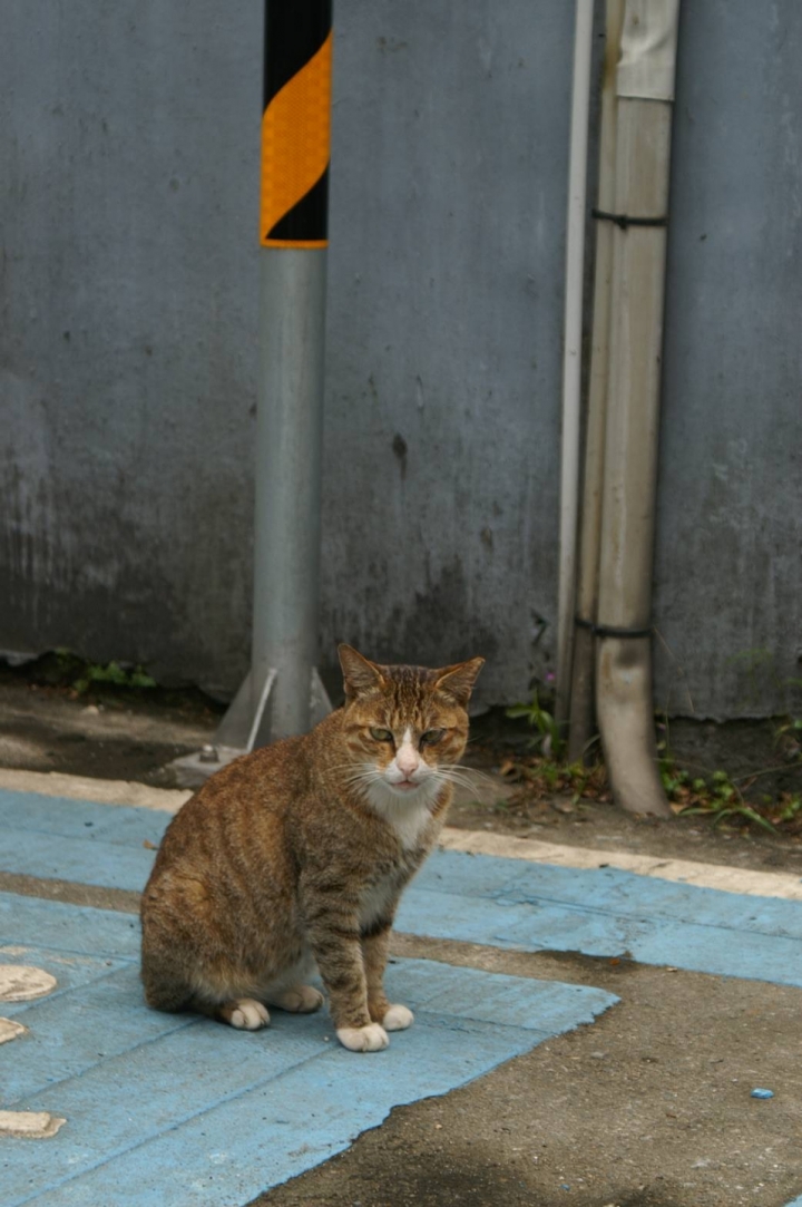 大家來街拍蓋樓吧 (第129頁) - Mobile01
