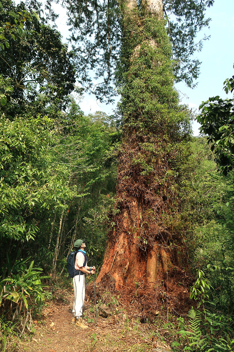 【拉拉喀斯神木群】特富野古道南端口 | 巨大壯碩的紅檜巨木群 - Mobile01