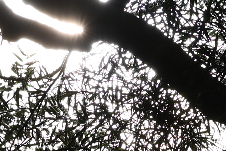 Canon RF 35mm f/1.4L VCM 評測報告｜攝錄一體、更輕更小更強大！ - Mobile01